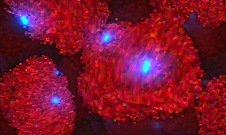 Anaemia: Research & Insights | WEHI