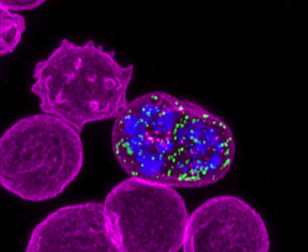 Cowman Lab: Improving Malaria Research for Effective Treatments | WEHI