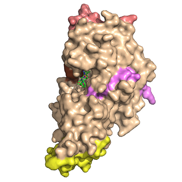 Prof Alan Cowman AC, Deputy Director | WEHI Researcher Profile
