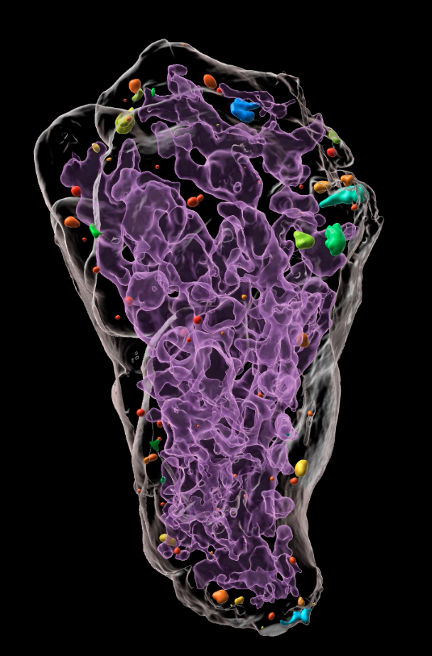 Gray Lab: Deciphering Immune System Decisions | WEHI