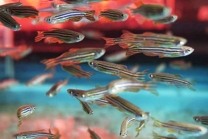 Heath Lab: Exploring Zebrafish Model for Cancer Targets | WEHI