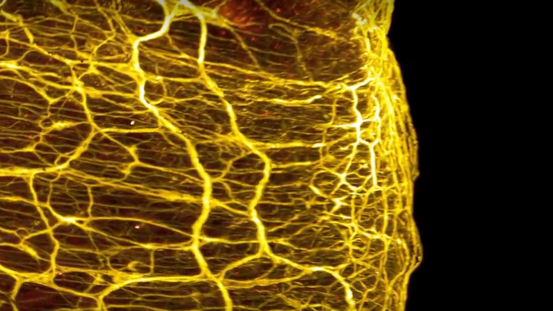 Art of Science: Second Brain | WEHI