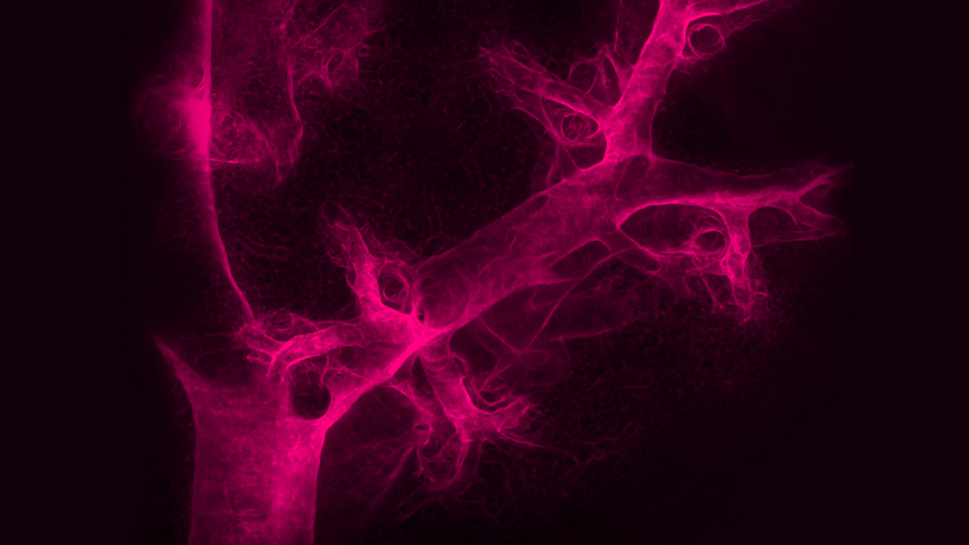 Art of Science: Coral Reef | WEHI