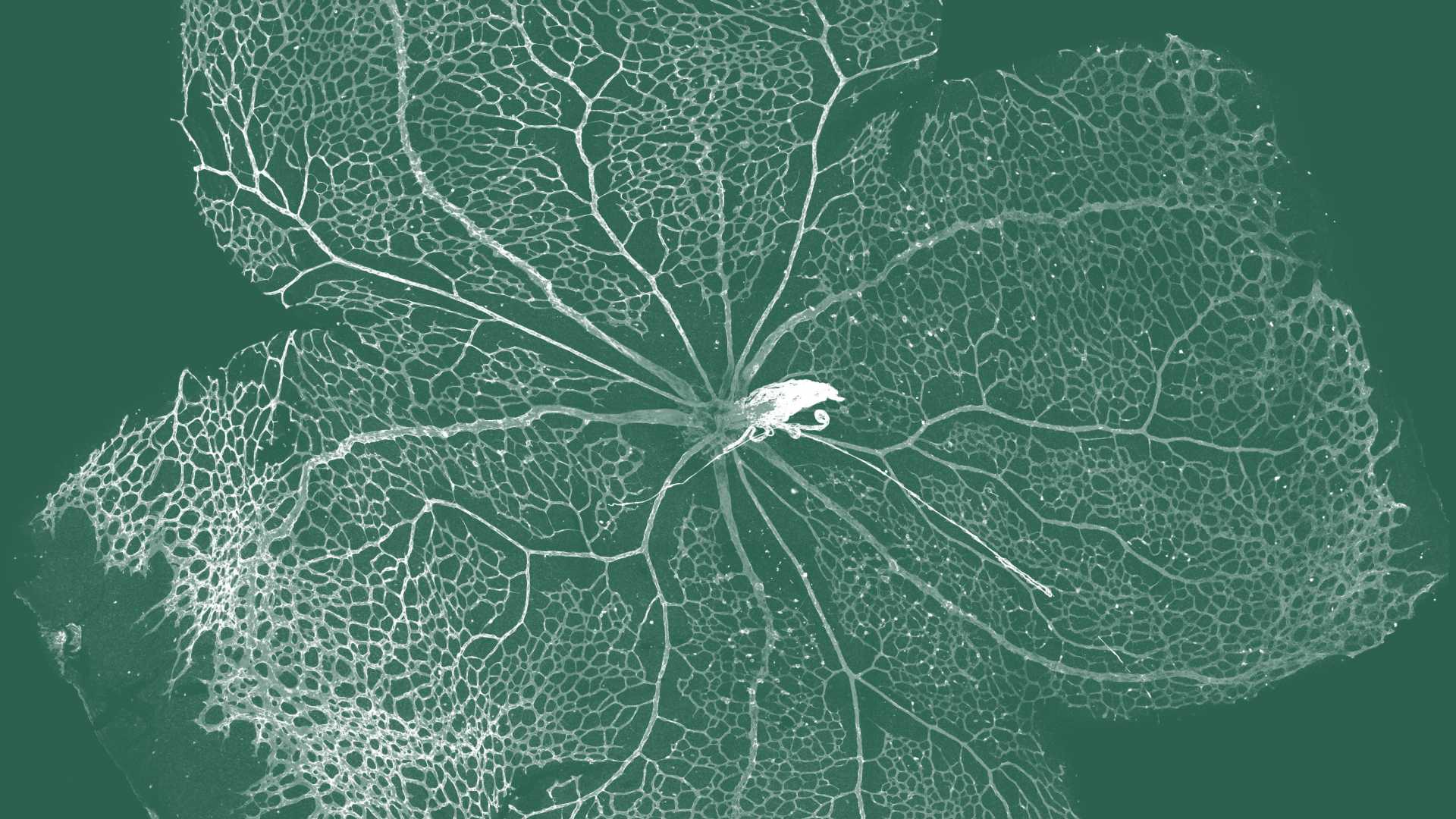 Summer 2025 Illuminate Newsletter | WEHI