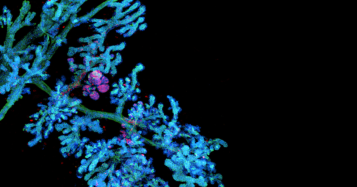 Art of Science: Curious Contiguous Cells | WEHI