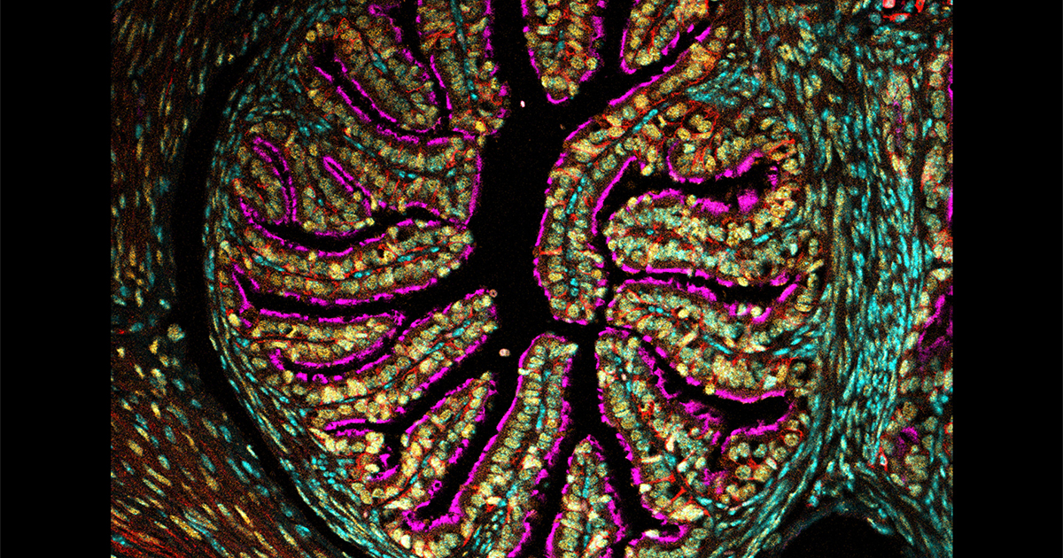 Art of Science: Alpha and Omega | WEHI