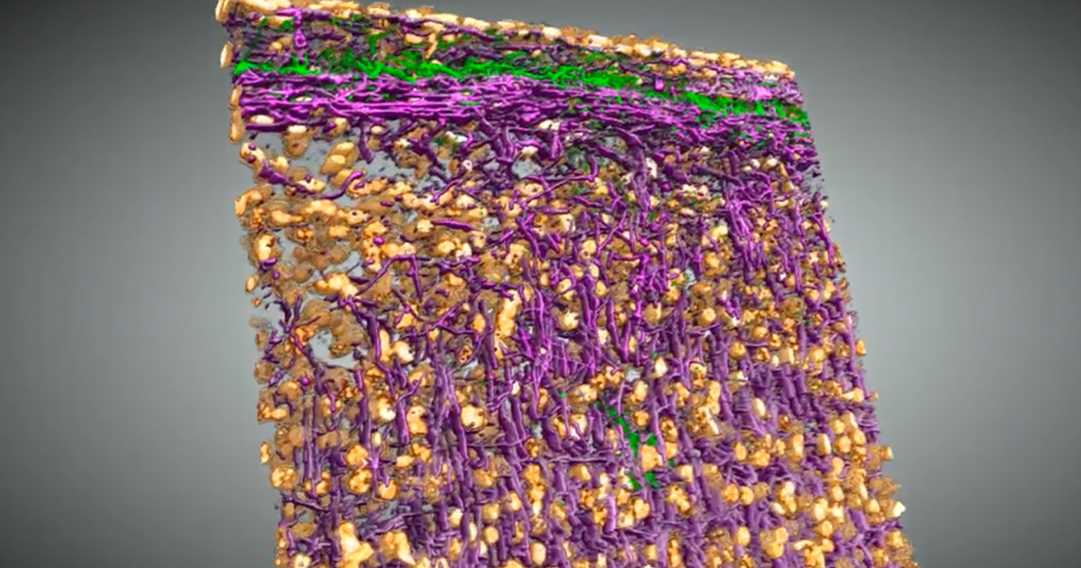 Art of Science: Roots Of Knowledge | WEHI