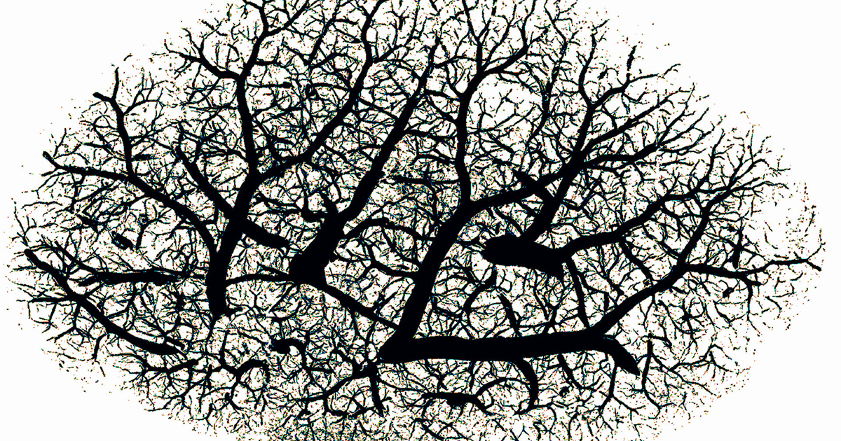 Art of Science: Into the Woods | WEHI