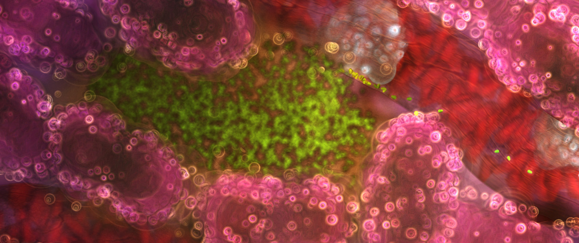 Malaria Lifecycle (no narration): Vibrant Animation & Explanation | WEHI TV