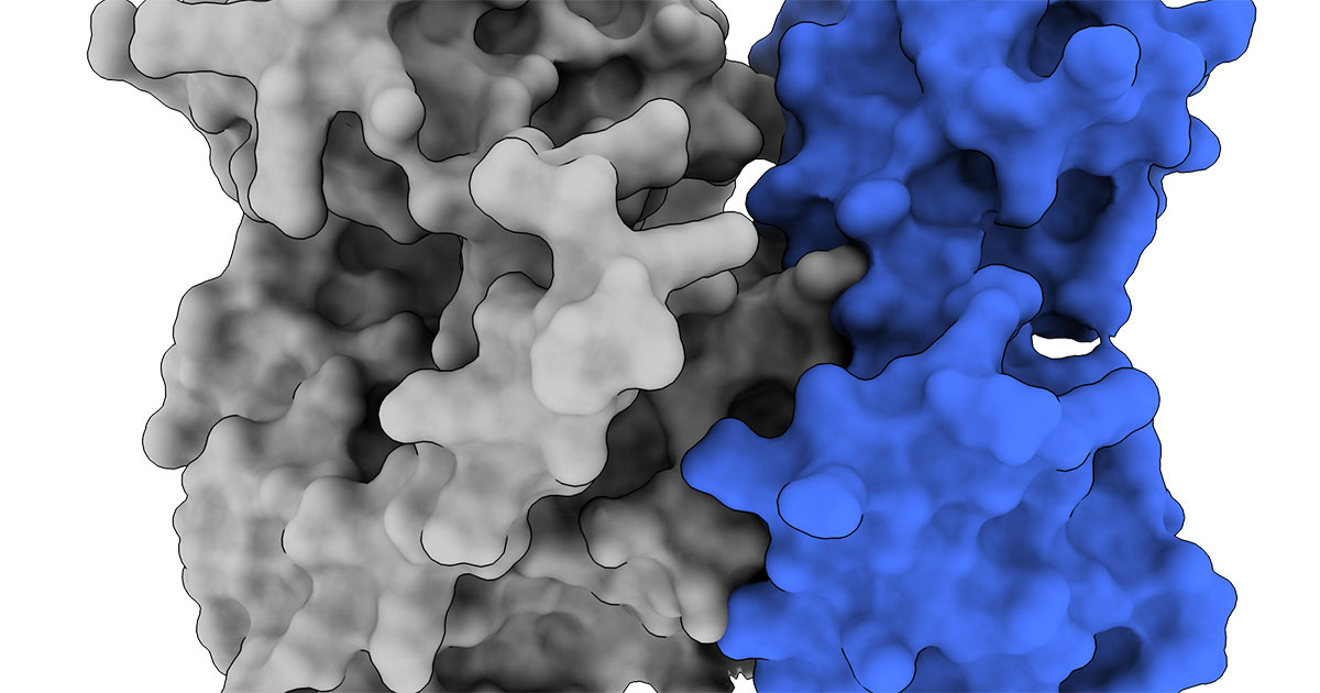 Scientists discover how to “switch off” a known driver of prostate and other cancers | WEHI