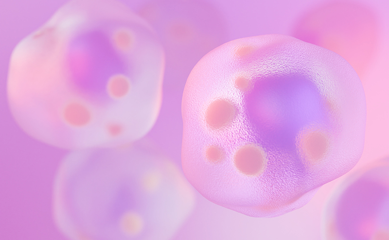 Fast food, fast impact: How fatty meals rapidly weaken our gut defences ...