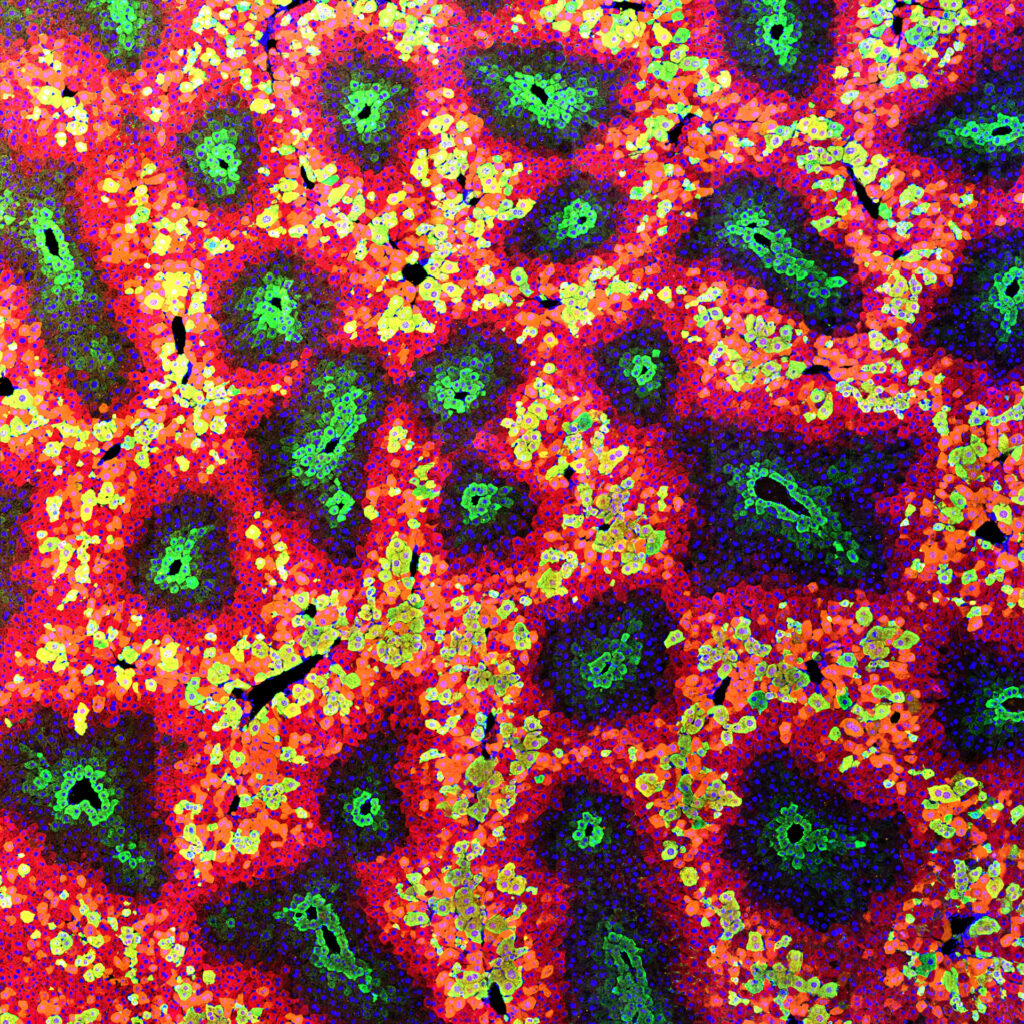 Art of Science: Cellular Mosaic | WEHI
