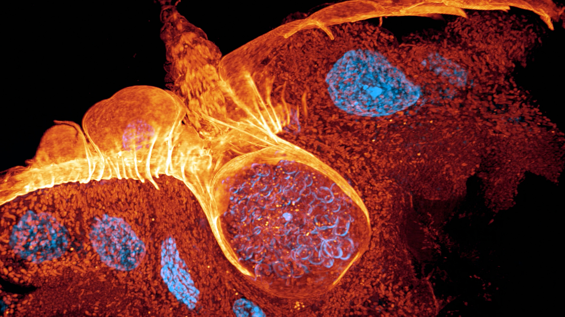 Art of Science: Phoenix Rising | WEHI